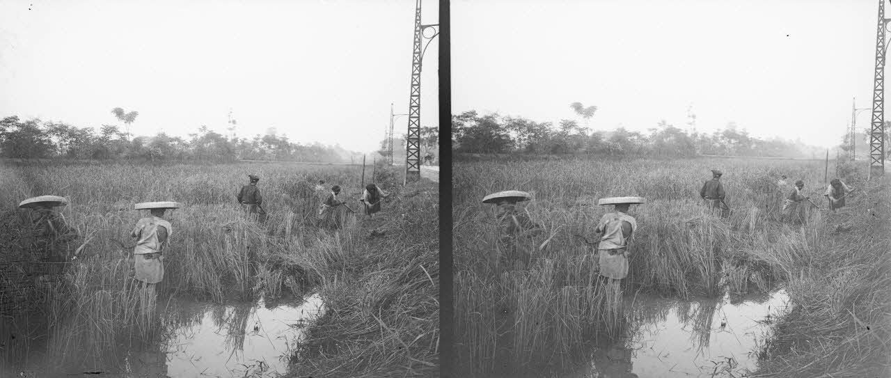 ImagesDéfense - 970. La moisson du riz. [légende d'origine]