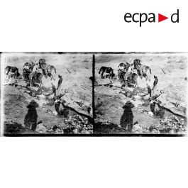 ImagesDéfense - Les mulets se désaltèrent. [légende d'origine]