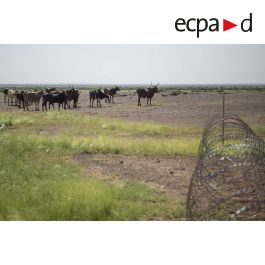 ImagesDéfense - Un troupeau de vaches longe les installations d'une ...