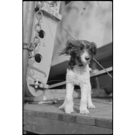 ImagesDéfense - Sur le terrain d'aviation de Gardermoen, la mascotte du ...