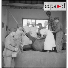 ImagesDéfense - Opération chirurgicale d'un cheval.