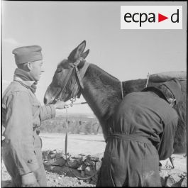 ImagesDéfense - Un mulet.