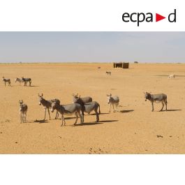 ImagesDéfense - Elevage d'ânes dans la région de Bourem, au Mali.