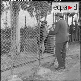 ImagesDéfense - Attaché civil et son chien, section administrative ...