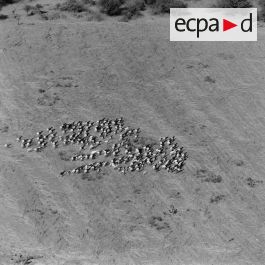 ImagesDéfense - Vue aérienne d'animaux sauvages au Tchad.