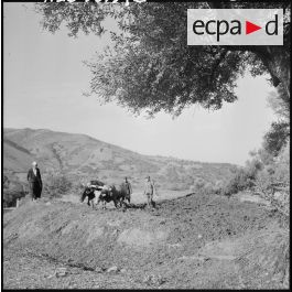 ImagesDéfense - Affreville. Scène agricole.