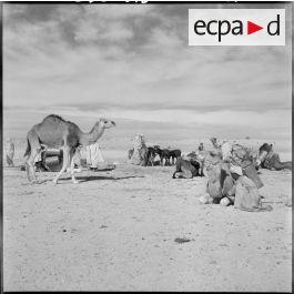 ImagesDéfense - Chameaux dans la région d'El Hadjira.