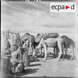 ImagesDéfense - Un puits à El hadjira.