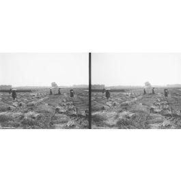 ImagesDéfense - 969. La moisson du riz. [légende d'origine]