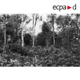 ImagesDéfense - République rwandaise, 1970. Forêt dans le nord du pays.