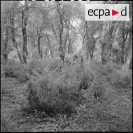 ImagesDéfense - Opération Emeraude. Progression des soldats.