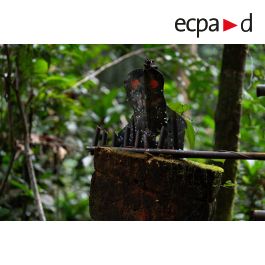 ImagesDéfense - Présentation de pièges en forêt à Libreville, au Gabon.
