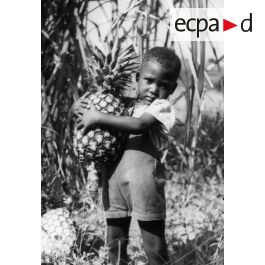 ImagesDéfense - République populaire du Congo, 1942. Ananas.