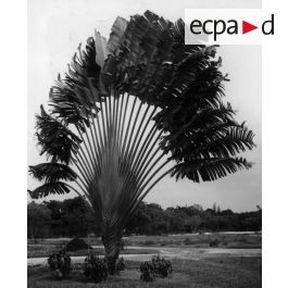 ImagesDéfense - République populaire du Congo, Brazzaville, 1945 ...