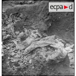 ImagesDéfense - Exhumation de cadavres sur le charnier de Langson.