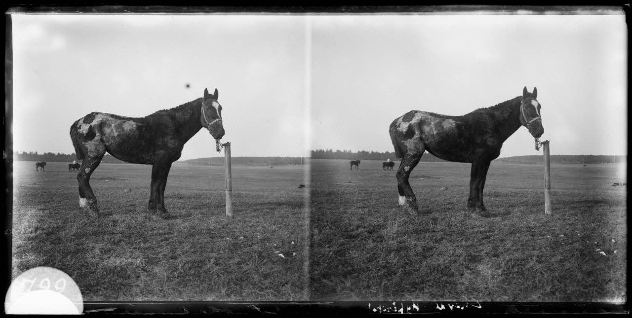 ImagesDéfense - Cheval ypérité. [légende d'origine]