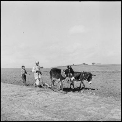 ImagesDéfense - Un laboureur au pied de la colline d'Ali Montar ou Al ...
