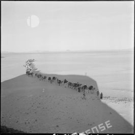 ImagesDéfense - Le 1er peloton de la compagnie méhariste de Touat.