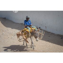ImagesDéfense - Un enfant conduit son âne dans les rues de Faya-Largeau ...