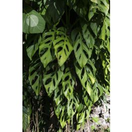 ImagesDéfense - Liane grimpante de l'espèce Monstera adansonii au ...