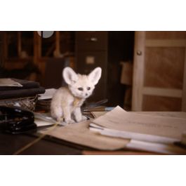 ImagesDéfense - Bébé fennec. Fort Flatters. [légende d'origine]