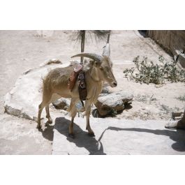 ImagesDéfense - Fort Flatters. « Bambi », mouflon mascotte à la 2e ...
