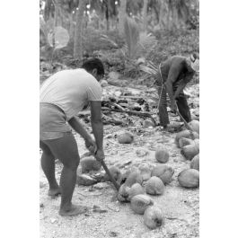 ImagesDéfense - Des ouvriers agricoles coupent du coprah sur l'atoll de ...