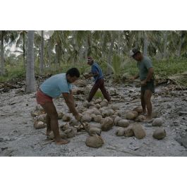 ImagesDéfense - Des ouvriers coupent le coprah à Tematangi ...