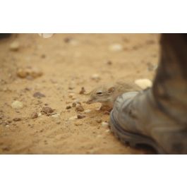 ImagesDéfense - Une petite gerboise au pied d'une rangers.