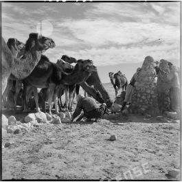 ImagesDéfense - Un puits à El hadjira.