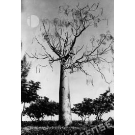 ImagesDéfense - Madagascar. Antanimora. Fengoky.