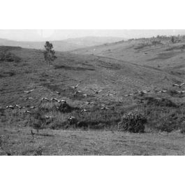 ImagesDéfense - République rwandaise, 1970. Région du centre "Musambira".