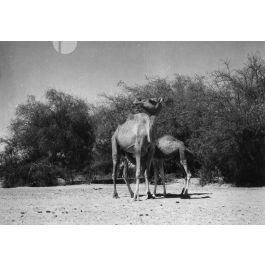 ImagesDéfense - République du Mali, région de Bourem, octobre 1956 ...