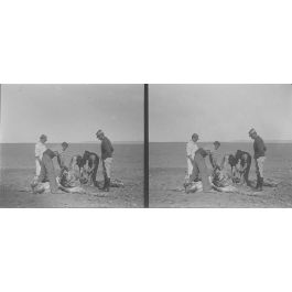 ImagesDéfense - 137. Autopsie d'un cheval. [légende d'origine]