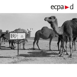 ImagesDéfense - Un panneau indicateur sur lequel on reconnaît l'insigne ...