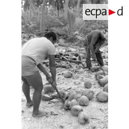 ImagesDéfense - Des ouvriers agricoles coupent du coprah sur l'atoll de ...