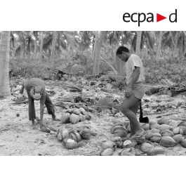 ImagesDéfense - Des ouvriers agricoles coupent du coprah sur l'atoll de ...