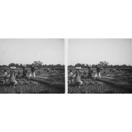 ImagesDéfense - 967. La moisson du riz. [légende d'origine]